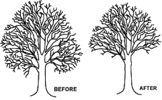 Tree Works, Devon - Tree Surgery